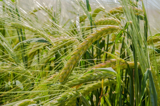 Orz - Rodbun Grup București