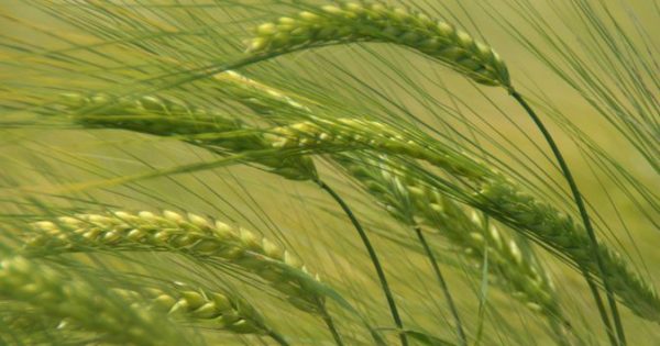 Orz - Rodbun Grup București